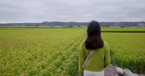 Travel woman visit paddy rice field in T... | Stock Video | Pond5