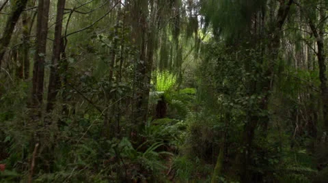 Traveling through New Zealand native bus... | Stock Video | Pond5
