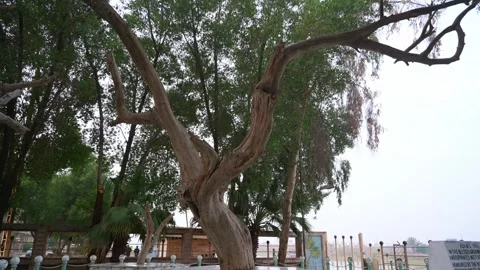 Tree of Adam or of Knowledge, El Qurna i... | Stock Video | Pond5