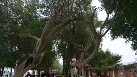 Tree Of Knowledge Stock Video Footage | Royalty Free Tree Of Knowledge ...