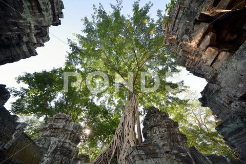 Tree in ancient Cambodian temple Stock Image ~ #24701371
