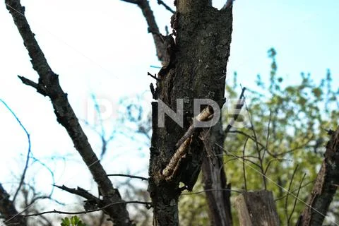 Photograph: Tree and branches of the tree. Out line of dry tree #128926742