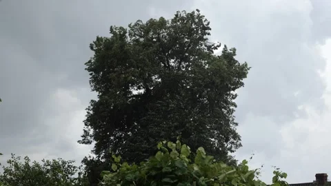 Tree and rain, bad weather in the yard. ... | Stock Video | Pond5
