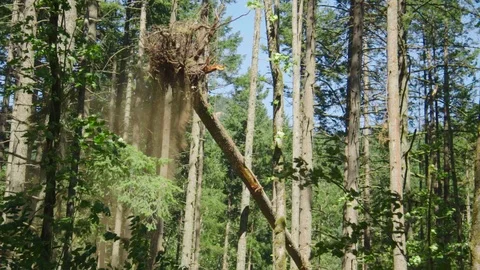 Tree and root wad being lifted by helico... | Stock Video | Pond5
