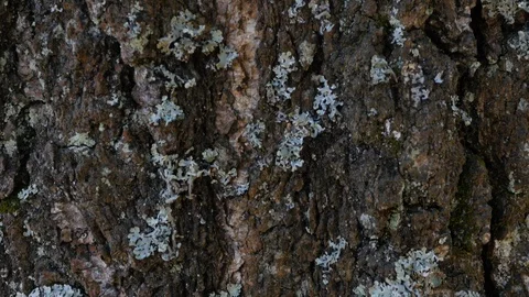 Tree bark. close up. The camera is slowl... | Stock Video | Pond5