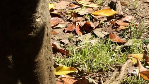 Tree base with roots and yellow leaves | Stock Video | Pond5