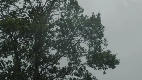 Tree is Bent by Strong, Heavy Storm Wind... | Stock Video | Pond5