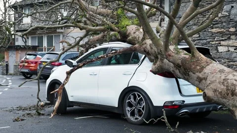 Arwen Stock Videos – Royalty-Free HD & 4K Videos