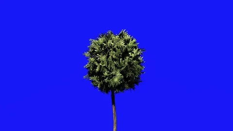 Tree on Blue Screen, 4K Animation, 3D Re... | Stock Video | Pond5