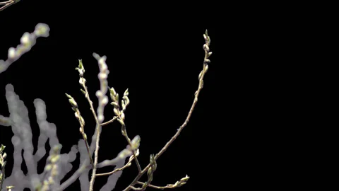 Tree branch on alpha channel | Stock Video | Pond5