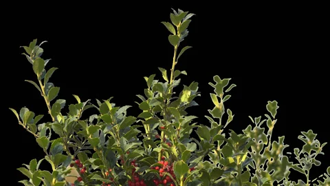 Tree branch on alpha channel | Stock Video | Pond5