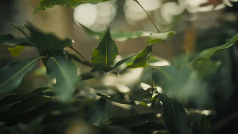 A tree branch and leaves filmed in close... | Stock Video | Pond5