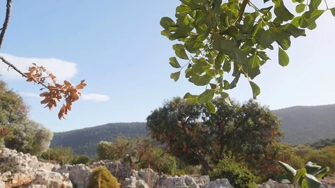 Tree branch and stone masonry of ancient... | Stock Video | Pond5