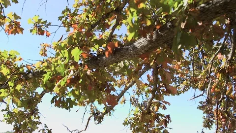 Tree branch leaves changing colors. | Stock Video | Pond5