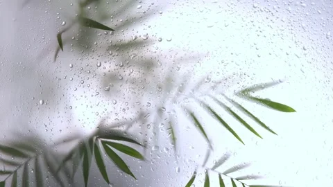 Tree Shadow Overlay Stock Videos – Royalty-Free HD & 4K Videos | Page 6