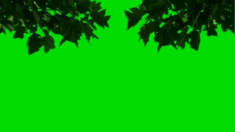 Tree Green Screen Stock Footage ~ Royalty Free Stock Videos | Pond5