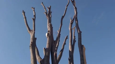 Tree branch trimmed and wound healing su... | Stock Video | Pond5