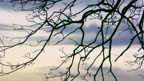 Tree branches black silhouette shake in ... | Stock Video | Pond5