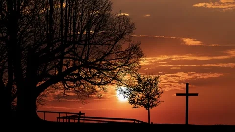 Tree Branches Cross Line Art: Nature, En... | Stock Video | Pond5