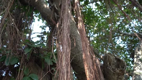 Tree branches Hanging, tree roots, Ficus... | Stock Video | Pond5