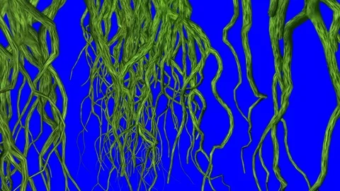 Tree Roots Growing Animation Stock Videos – Royalty-Free HD & 4K Videos ...