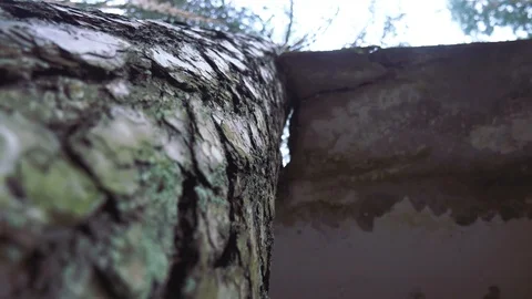 Tree Break Through Stone Roof. Power Of ... | Stock Video | Pond5