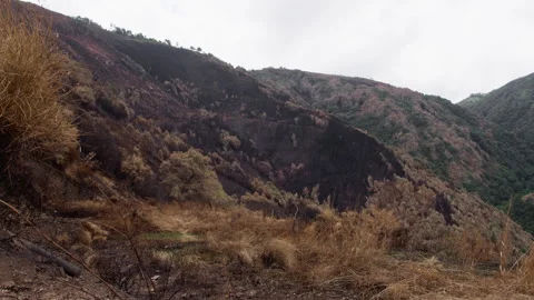 Tree Burn By Fire In The National Park O... | Stock Video | Pond5
