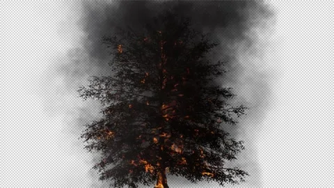 tree burning on transparent background | Stock Video | Pond5
