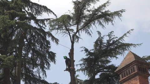 Tree Climber arborist topping a Lebanon ... | Stock Video | Pond5