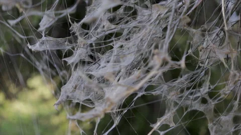 Tree covered in thick white webs from te... | Stock Video | Pond5