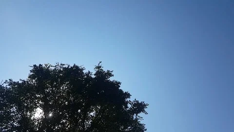 Tree Crown Waving in the Wind on a Blue ... | Stock Video | Pond5