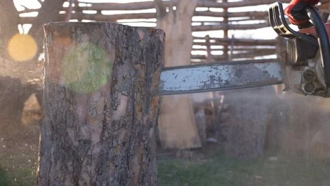 Tree cut in half by a chainsaw | Stock Video | Pond5