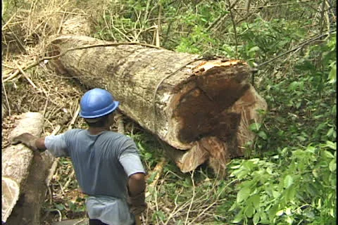 Tree cutting in the Amazon | Stock Video | Pond5