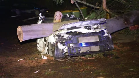 English Tree Tv Stock Videos – Royalty-Free HD & 4K Videos