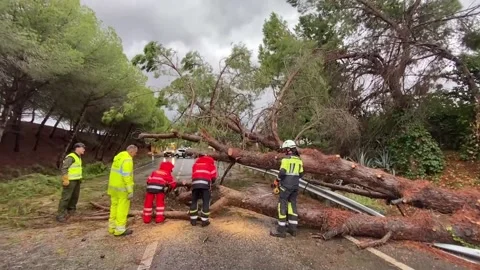 Tree Blocks Stock Videos – Royalty-Free HD & 4K Videos | Pond5