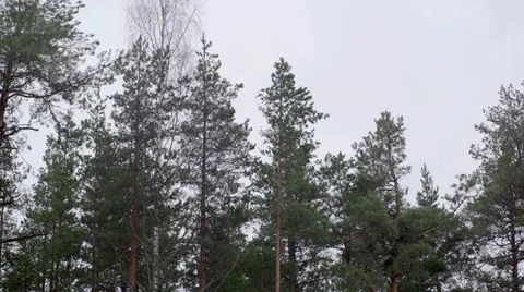 Tree Falling Down Stock Footage ~ Royalty Free Stock Videos | Pond5