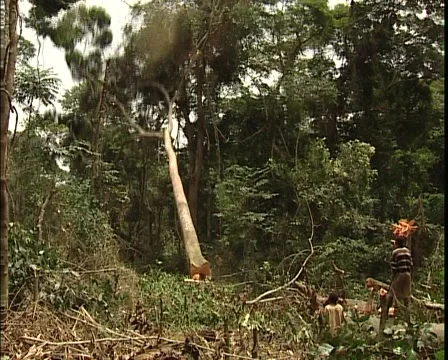 Tree falling in the jungle, this causes ... | Stock Video | Pond5