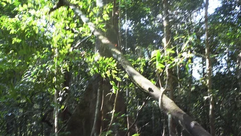 Tree Falling in the Middle of the Amazon... | Stock Video | Pond5