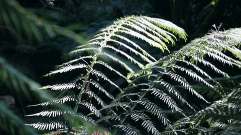 Tree Fern Fronds bouncing in Sunlight in... | Stock Video | Pond5