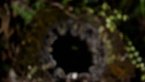 Tree fern trunk cross section | Stock Video | Pond5