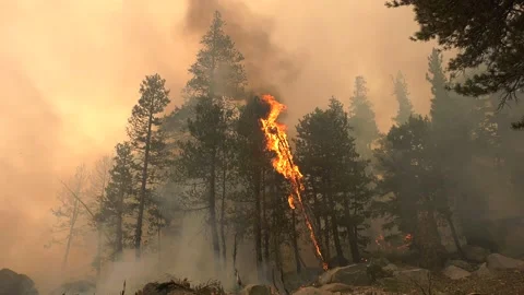 tree on fire during major forest fire | Stock Video | Pond5