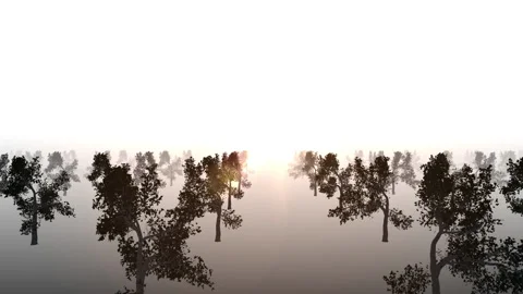 tree forest silhouette loop animation | Stock Video | Pond5