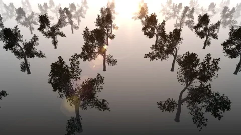 tree forest silhouette loop animation | Stock Video | Pond5
