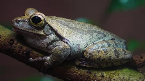 Tree frog sitting down | Stock Video | Pond5
