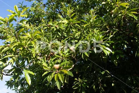 Tree full of fresh fruit of sapoti plant in a sunny day Stock Image ...