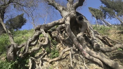 Giant Tree Roots Stock Videos – Royalty-Free HD & 4K Videos