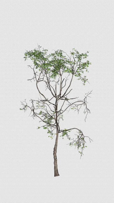 Tree Grow Animation in Side View with Wi... | Stock Video | Pond5