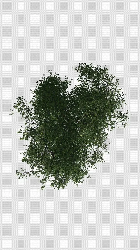 Tree Grow Animation in Top View with Win... | Stock Video | Pond5