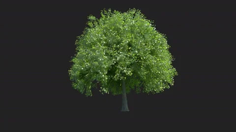 Tree Alpha Stock Video Footage | Royalty Free Tree Alpha Videos | Pond5