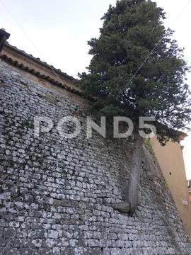 Photograph: Tree growing on the edge of the stone wall #303422712